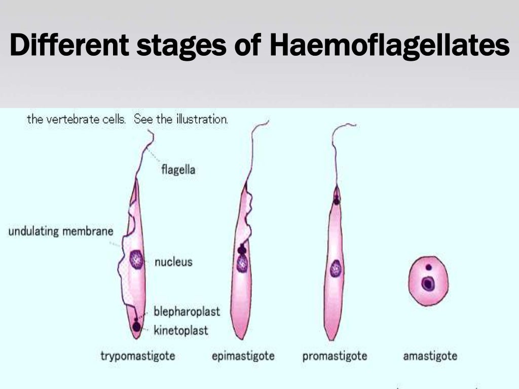 Blood flagellates-haemoflagellates