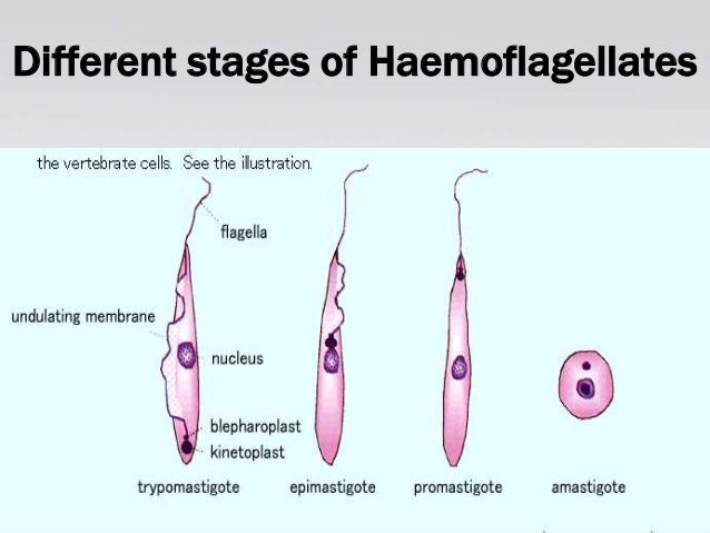 Blood flagellates-haemoflagellates