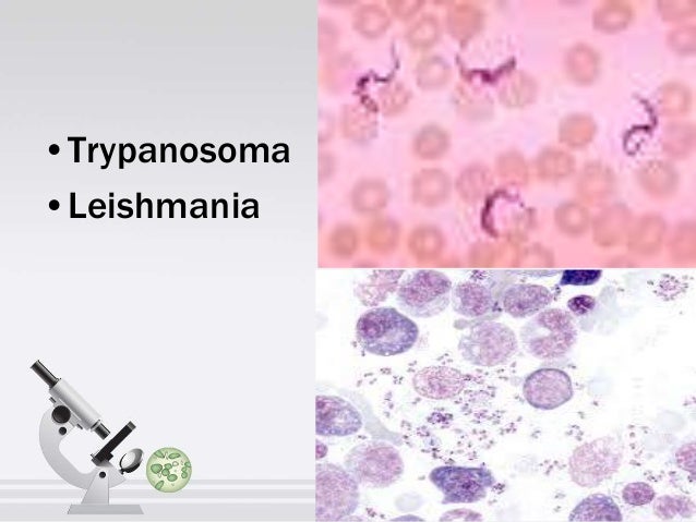 Blood flagellates-haemoflagellates