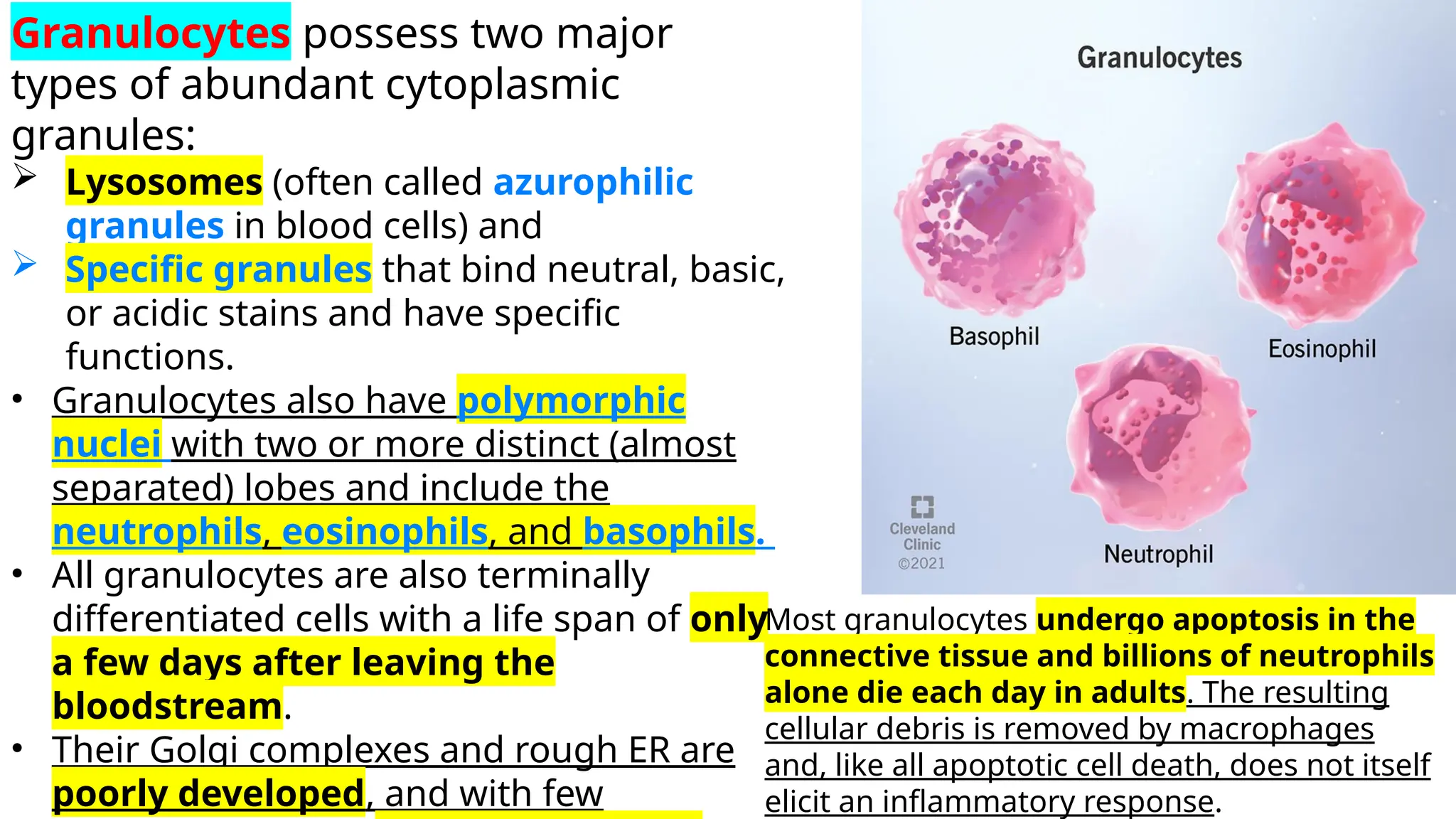 Blood - Histology (1).pptx