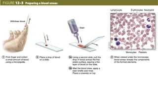 Blood - Histology (1).pptx