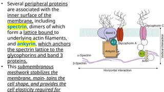 Blood - Histology (1).pptx