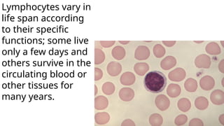 Blood - Histology (1).pptx