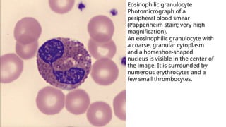 Blood - Histology (1).pptx
