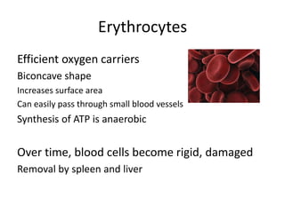 Blood physiology | PPTX
