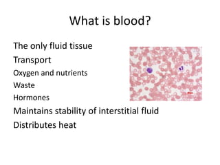 Blood physiology | PPTX