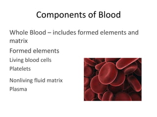 Blood physiology | PPTX