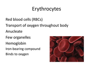 Blood physiology | PPTX