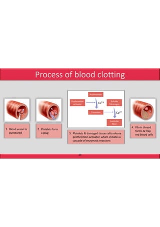 Blood___Physiology--and--Circulation.pdf | Blood Disorders | Diseases and Conditions