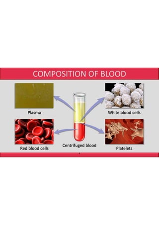 Blood___Physiology--and--Circulation.pdf