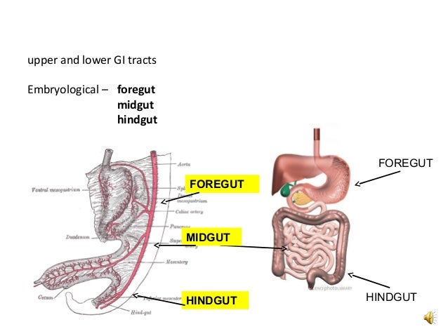 Blood supply and venous drainage of the gastro-intestinal tract and l…