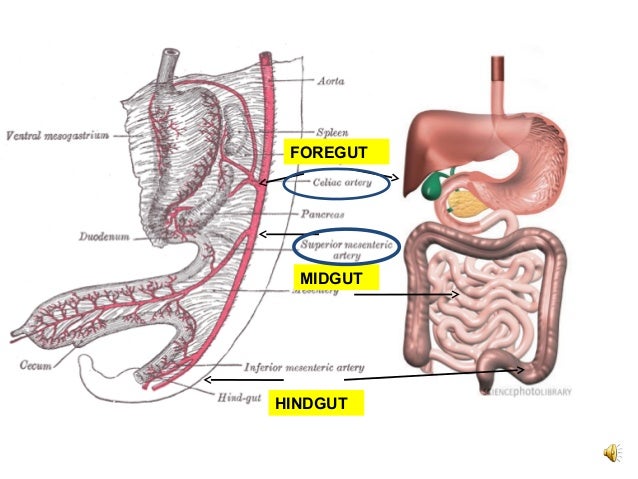 Blood supply and venous drainage of the gastro-intestinal tract and l…