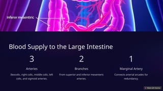 Blood-Supply-and-Venous-Drainage-of-the-GI-Tract.pptx