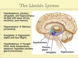 Limbic System Stroke