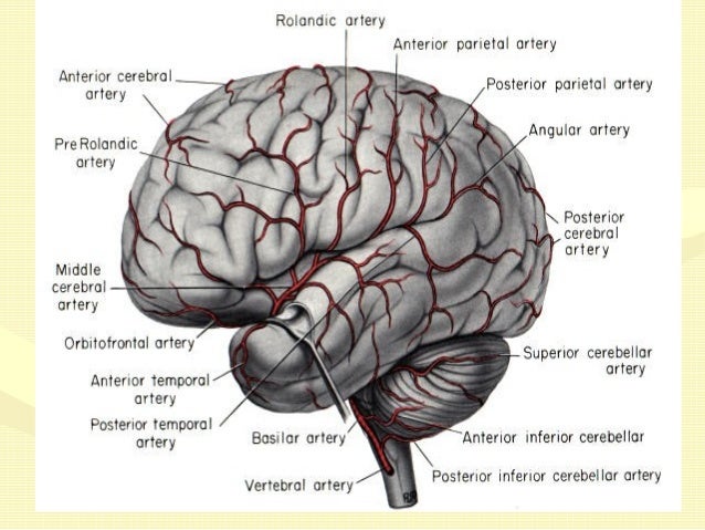 Blood supply-of-brain