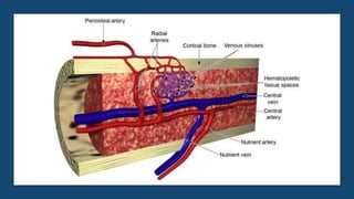 Blood Supply of Long Bone by Aakash Pandit | PPTX