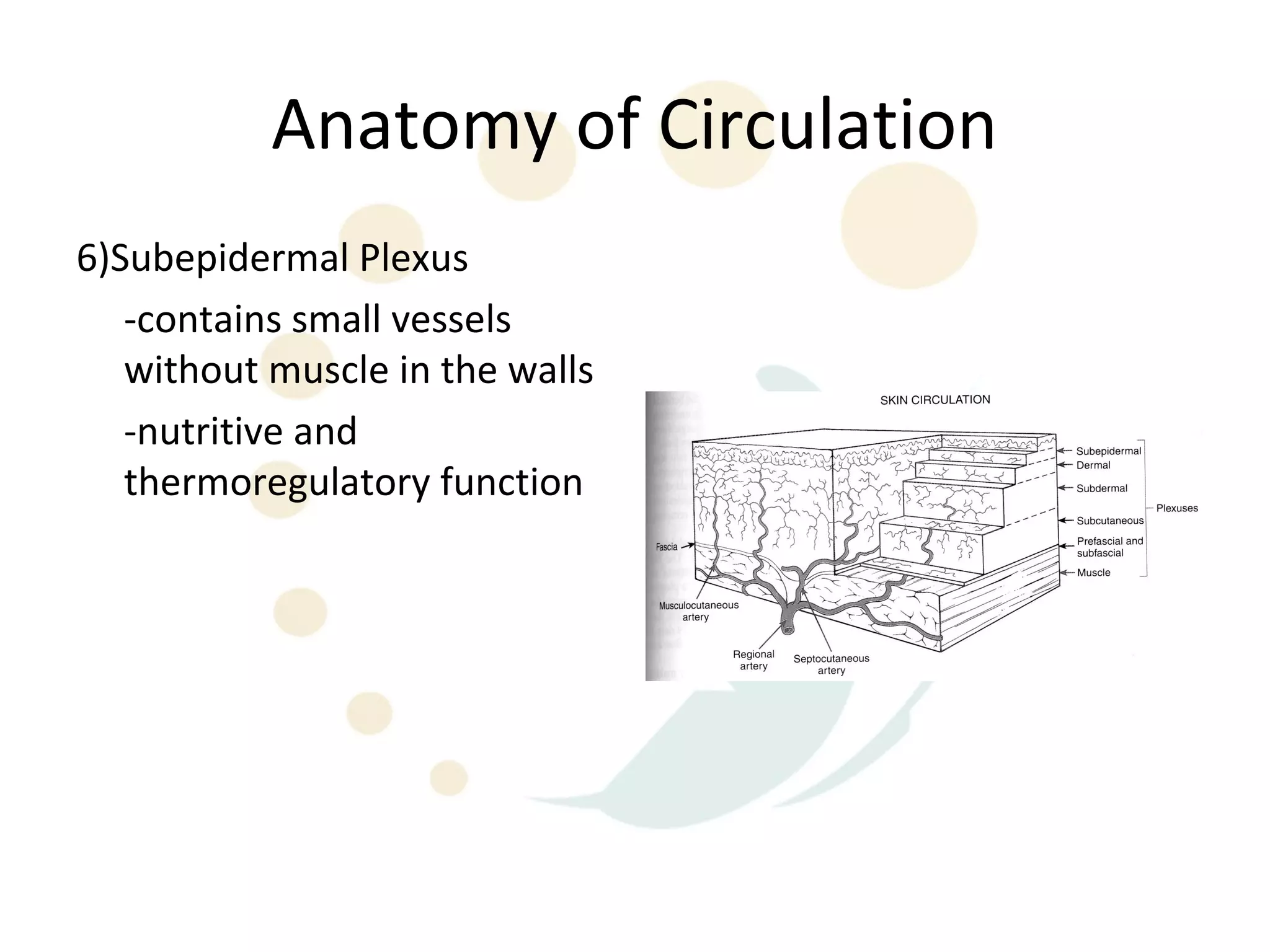 Blood supply-of-the-skin | PPT