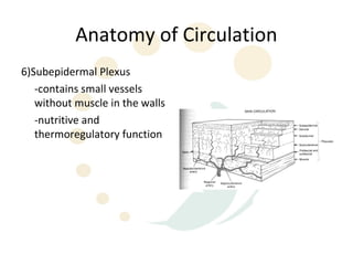 Blood supply-of-the-skin | PPT