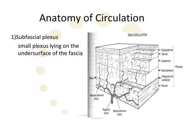 Blood supply-of-the-skin | PPT | First Aid | Injuries
