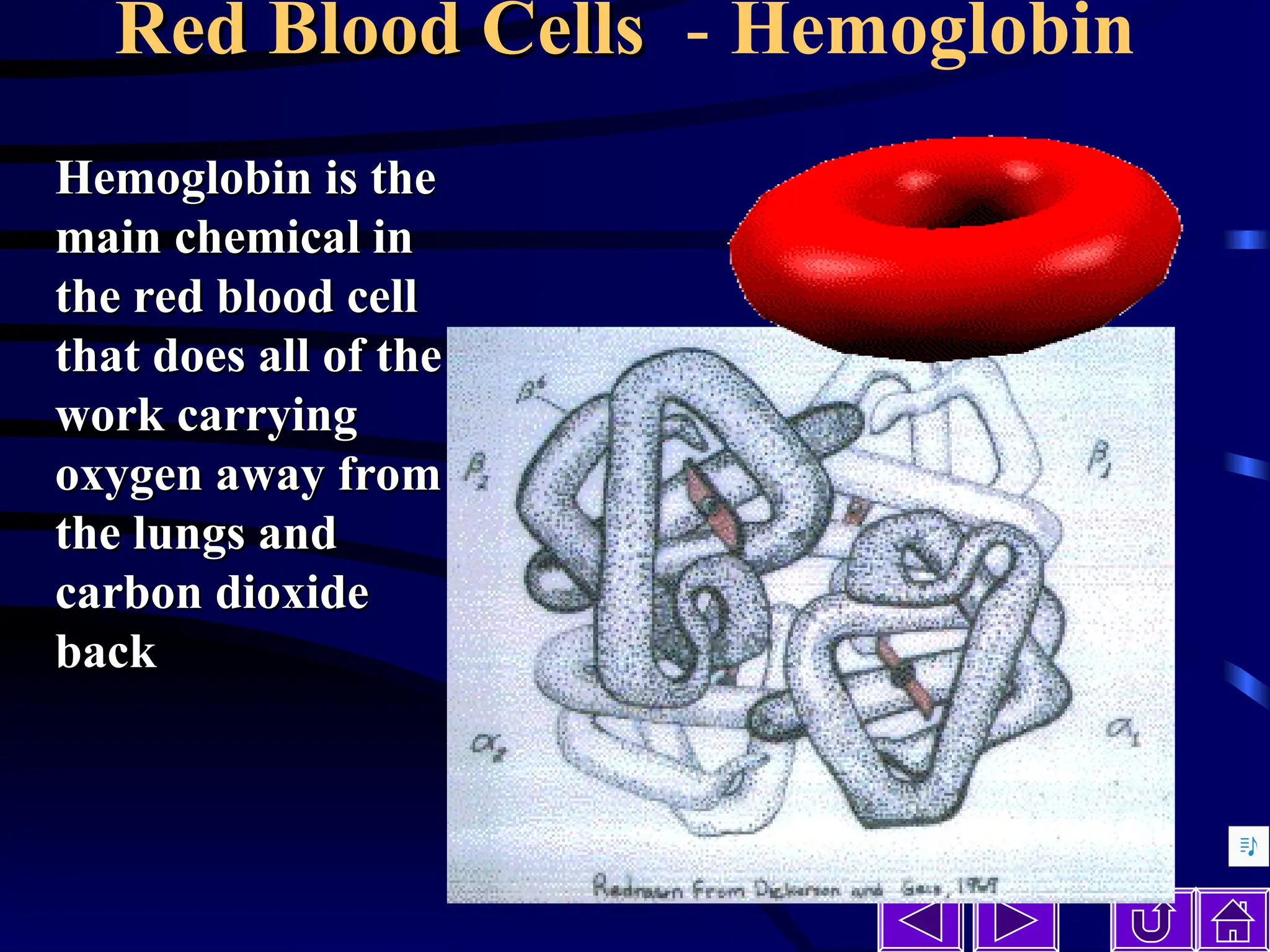 blood - physiology The liver of life.ppt