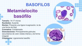 blood-vessel-types-for-medical-students (1).pptx
