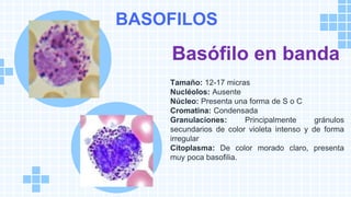 blood-vessel-types-for-medical-students (1).pptx