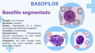 blood-vessel-types-for-medical-students (1).pptx