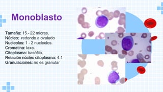 blood-vessel-types-for-medical-students (1).pptx