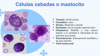 blood-vessel-types-for-medical-students (1).pptx