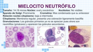 blood-vessel-types-for-medical-students (1).pptx