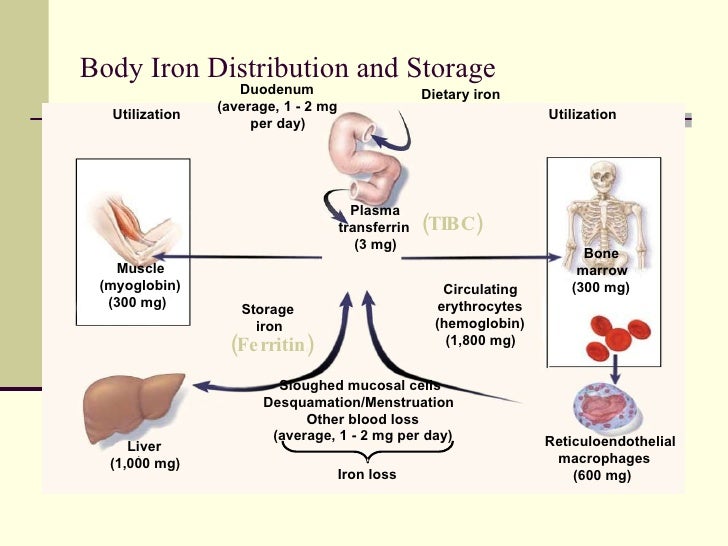 Iron Deficiency; Warning Signs You May Have Iron Deficiency – RxHarun