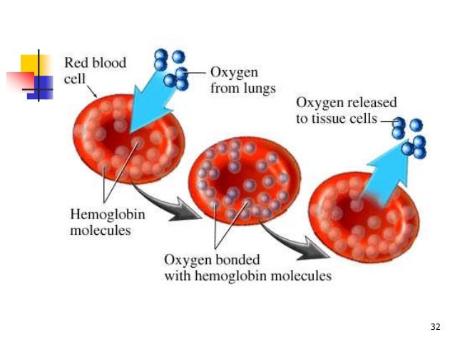 physiology of blood
