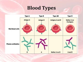 Blood | PPTX