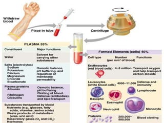 Blood | PPTX