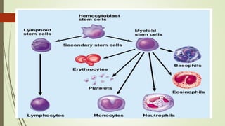 BLOOD 11.pptx