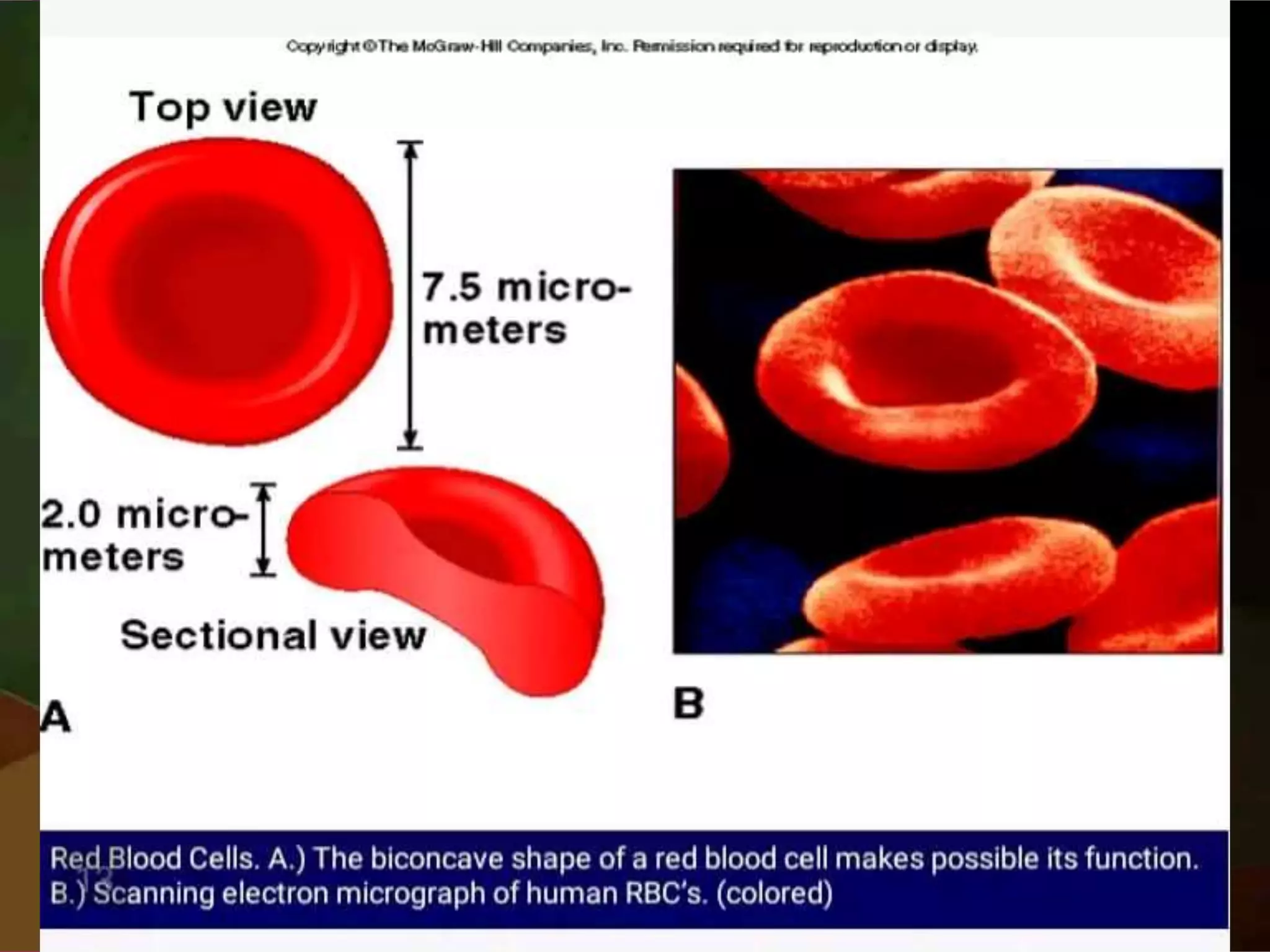 Blood anatomy and physiology slideshare | PPTX