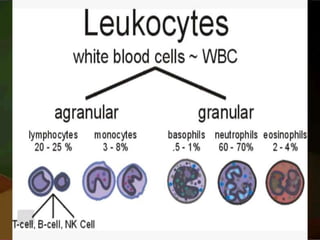 Blood anatomy and physiology slideshare | PPTX