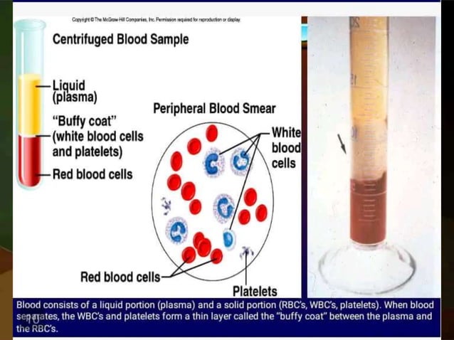 Blood anatomy and physiology slideshare | PPT