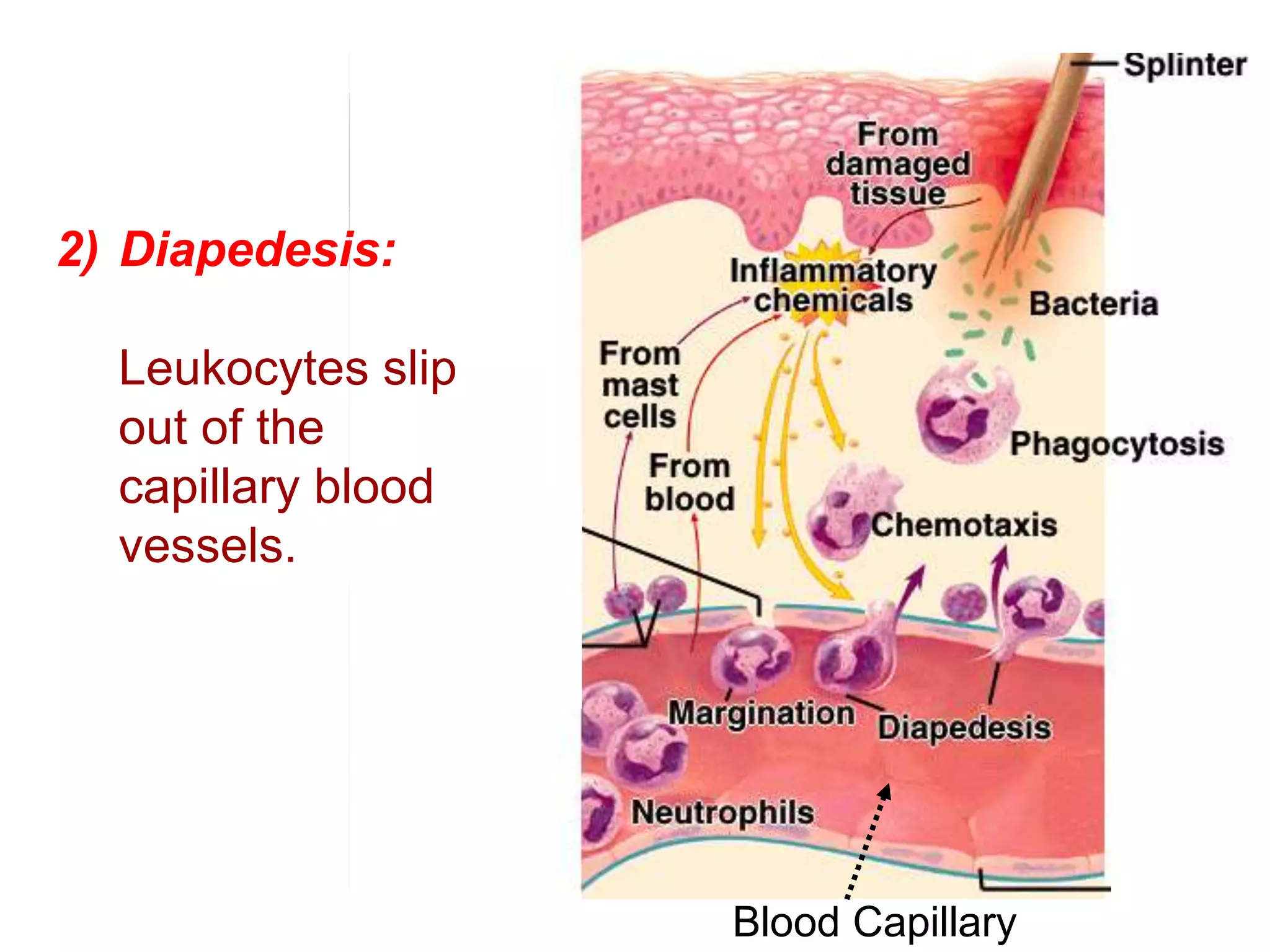 Blood adl | PPT