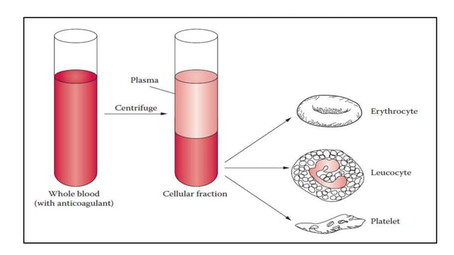 Blood analysis (Forensic Serology) | PPTX