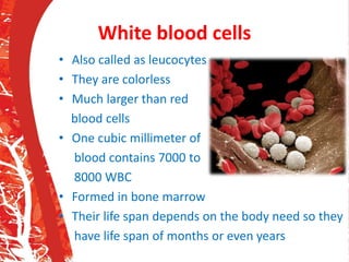 Blood anatomy | PPTX