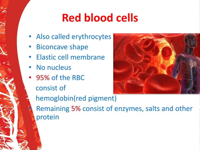 Blood anatomy