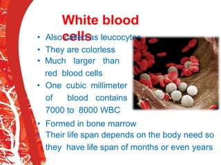 Types of blood cells ,plasma ,its anatomy | PPT