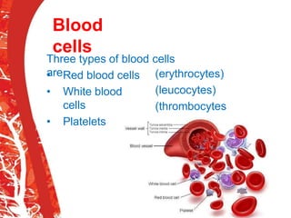 Types of blood cells ,plasma ,its anatomy | PPT