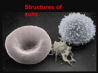Types of blood cells ,plasma ,its anatomy | PPTX
