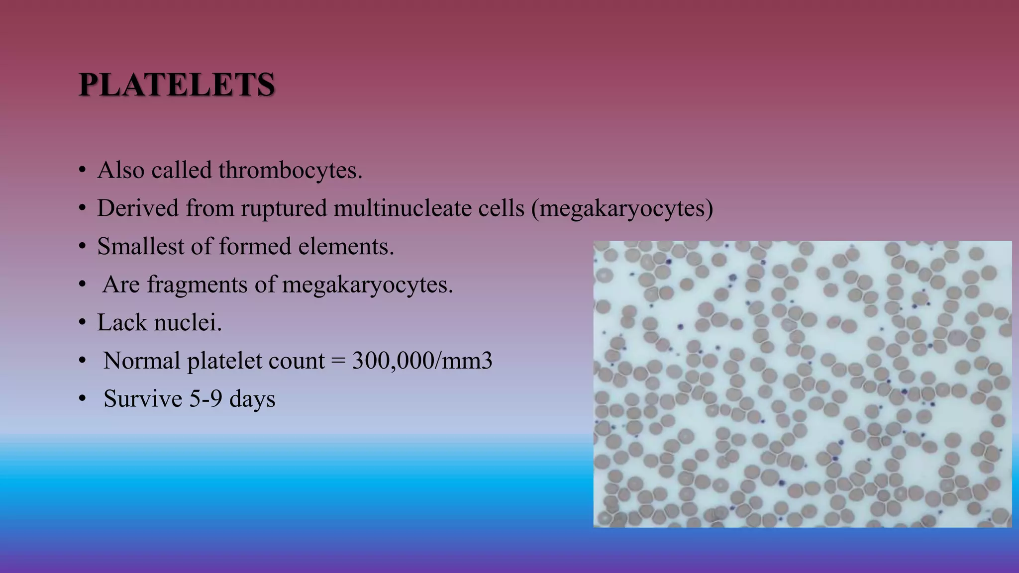 Blood Anatomy and Physiology | PPTX