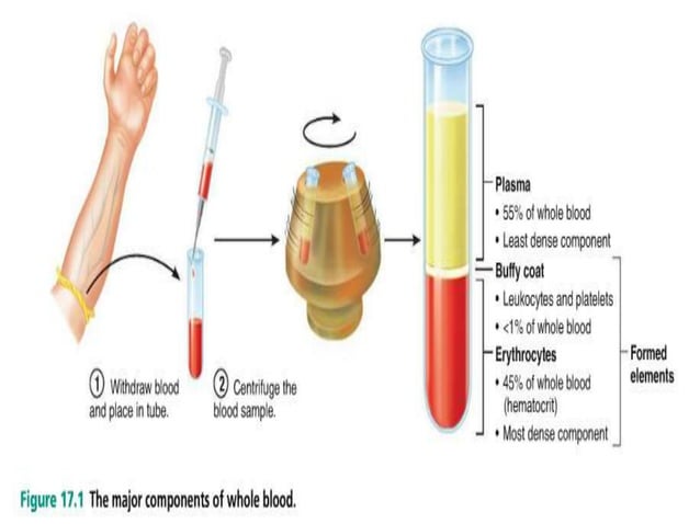 blood anatomy ppt.pptx