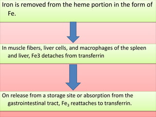 blood anatomy ppt.pptx