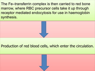 blood anatomy ppt.pptx