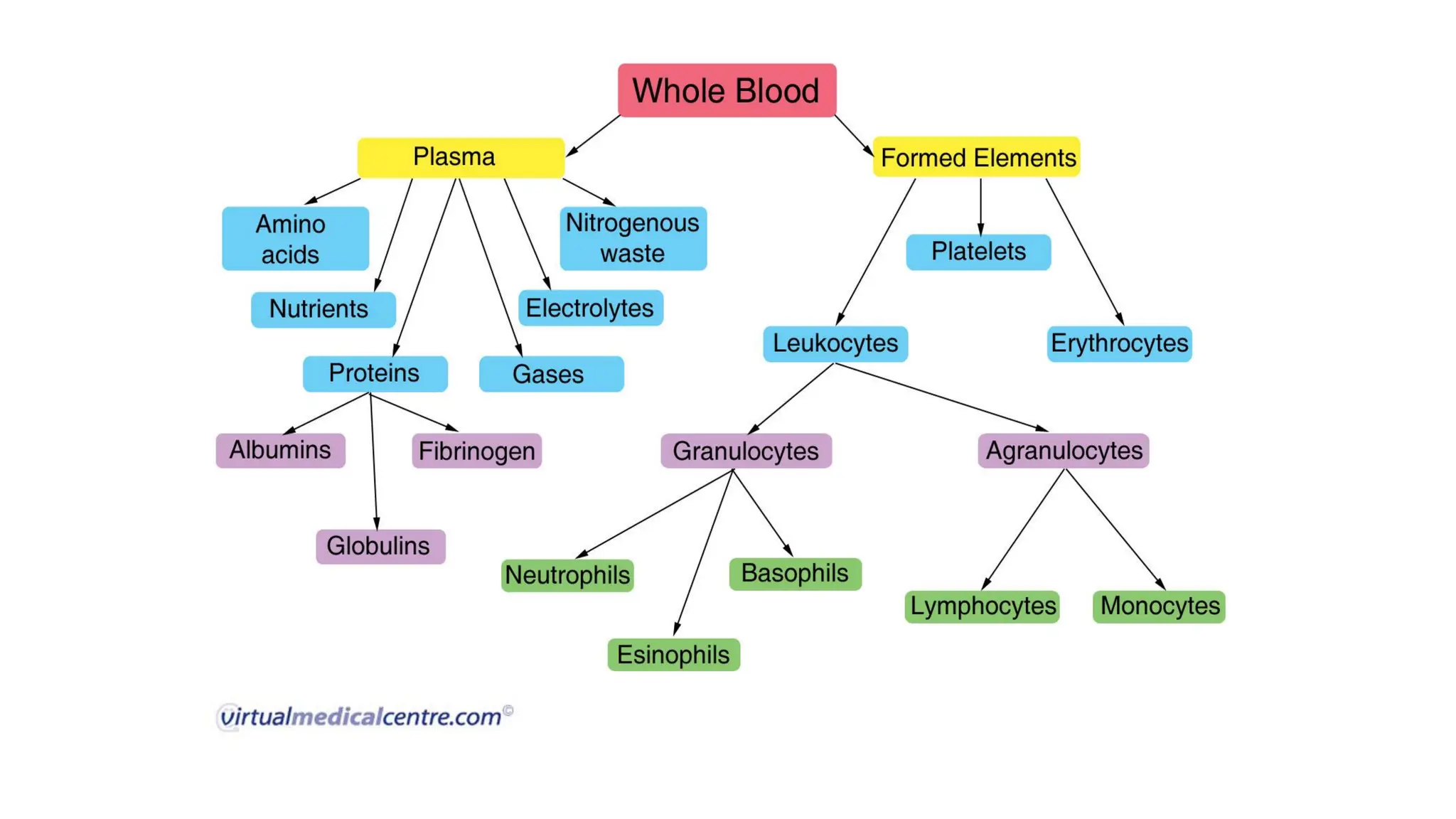 BLOOD AND BLOOD COMPONENT- introduction to blood physiology | PPT